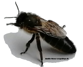 Apis mellifera mellifera – unsere vergessene einheimische Honigbiene ...